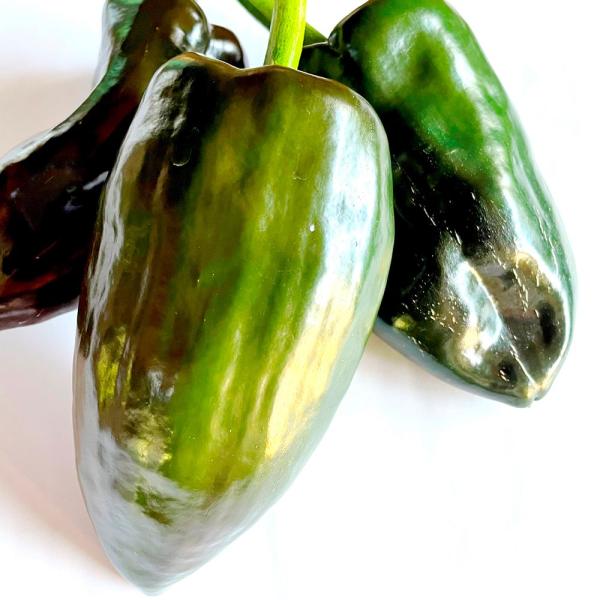 ●学名・英名：Capsicum annuum　Ancho Poblano Chilli Pepper●商品情報：メキシコ原産の大きなピーマンのような形で、辛味の少ない唐辛子。肉詰め料理などに使われます。乾燥させたものは「アンチョ」とも呼ばれ...