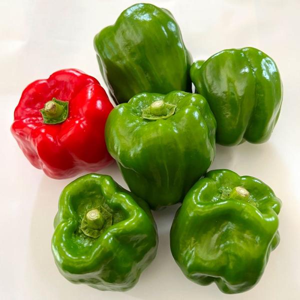 ●学名・英名：Capsicum annuum　●商品情報：長野県の伝統的なトウガラシ。波打ったピーマンのような形で、果実は肉厚で果肉は柔らかい。ほどよい辛味の中に甘味もあり旨い。ナス科 。●お届け状態：実生9cmポット苗●果径(約)：4-5...