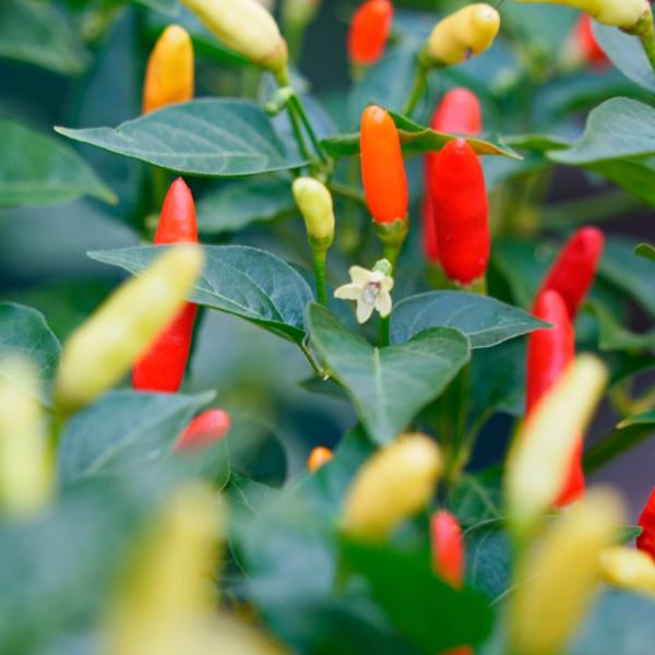 ●学名・英名：Capsicum frutescens　Tabasco ●商品情報：タバスコソースの原料となる有名なアメリカ生まれのトウガラシ。果実の色は黄色〜オレンジ〜赤と変化し熟すと赤色になります。ナス科 。●お届け状態：実生9cmポット...