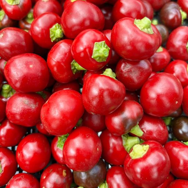 ●学名・英名：Capsicum annuum　Peperoncino rotondo●商品情報：イタリア原産でほぼ辛味がなく、まん丸のかわいい形が特徴的なトウガラシ。中身をくり抜いて、チーズやひき肉を詰めて焼いたり、ツナなどを詰めてピクルス...