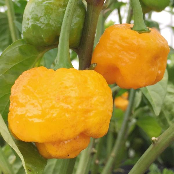 ●学名・英名：Capsicum chinense Trinidad Moruga Scorpion●商品情報：トリニダードモルガスコーピオンの黄実種。ハバネロやジョロキアを超える辛さ。その痛烈な辛さは世界ランキングの上位に入ります。 ナス科...