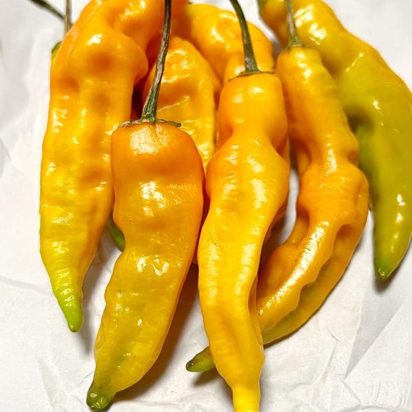 ●学名・英名：Capsicum baccatum　aj? amarillo●商品情報：ペルーなど南米では欠かせない唐辛子です。 それほど辛くはなく、パプリカの感覚で生でサラダに入れて食べることもできます。ナス科 。●お届け状態：実生9cmポ...