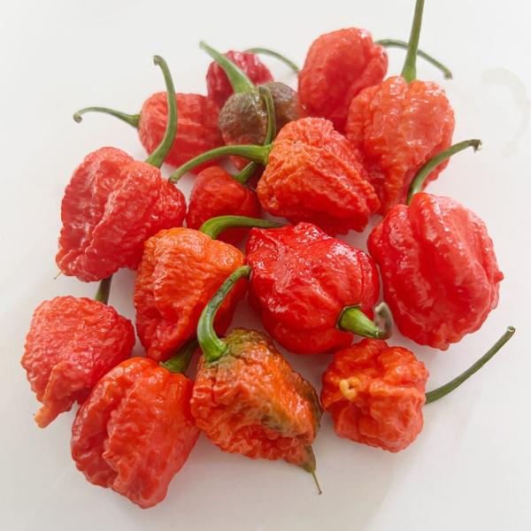 ●学名・英名：Capsicum chinense　Dragon's Breath●商品情報：スコヴィル値2,400,000と驚異の数値をたたき出した世界最強激辛とうがらし。ナス科 。●お届け状態：実生9cmポット苗●果径(約)：5-7cm●...