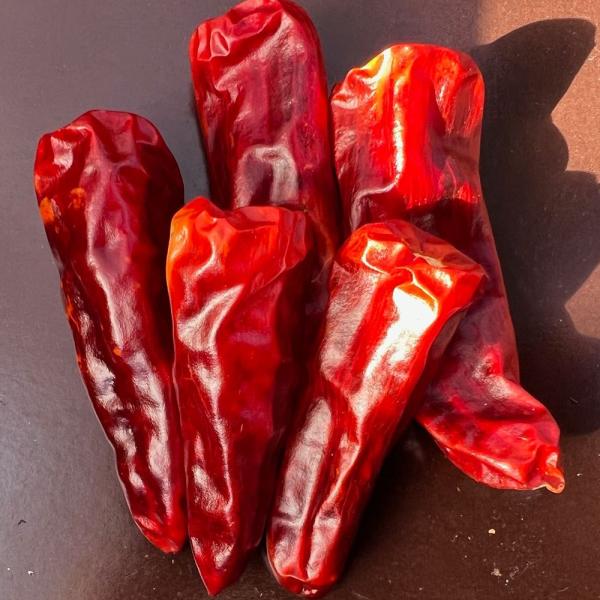 ●学名・英名：Capsicum annuum　Sha Emma●商品情報：ブータン王国原産の辛味の強いトウガラシ。ブータンの料理の定番の唐辛子です。ナス科 。●お届け状態：実生9cmポット苗●果径(約)：2-4cm●スコヴィル値(辛さの単位...