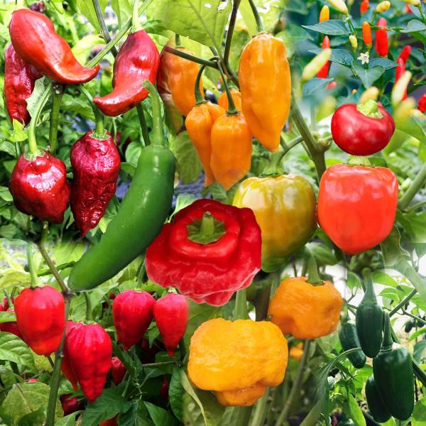 ●学名・英名：Capsicum ●商品情報：世界各国のトウガラシを品種おまかせでお届けします。激辛品種を含みますので、ご注意ください。ナス科 。●お届け状態：実生9cmポット苗●スコヴィル値(辛さの単位)：1,000〜2,400,000●注...