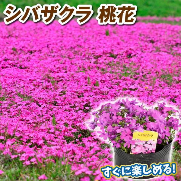●学名・英名：Phlox subulata●商品情報：春の花壇で大人気の芝桜。15cmポットから飛び出そうな勢いの根っ子の張り具合で、この春から満開の花が楽しめます。耐寒性・耐暑性に優れた宿根草なので、毎年春になると華やかな花を咲かせてくれ...