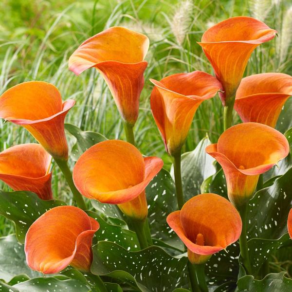 ●学名・英名：Zantedeschia●商品情報：すらりとした花形で、切花でも人気が高いカラー。サトイモ科。主に南アフリカが原産。●お届け状態：球根(球周約14cm)●開花期(約)：6月●草丈(約)：30〜50cm●日照：日当たり・半日陰●...