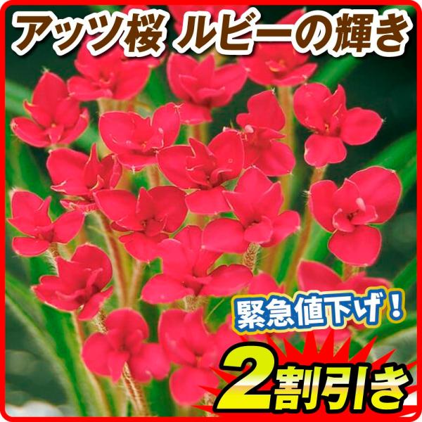 ●学名・英名：Rhodohypoxis baurii●商品情報：鮮やかな赤色の花はビロードのような美しさ! 育てやすく毎年開花するアッツ桜。花壇の縁取りや寄せ植えに。キンバイザサ科。●お届け状態：球根(小球)●開花期(約)：4-6月●草丈(...