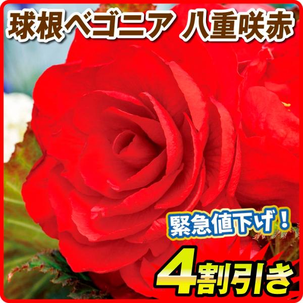 ●学名・英名：Begonia●商品情報：深紅のバラのように美しい八重咲球根ベゴニア。シュウカイドウ科●お届け状態：球根●開花期(約)：4-10月●草丈(約)：20-30cm●耐寒性：弱●日照：半日陰●栽培適地：鉢●注意事項：※商品画像は開花...