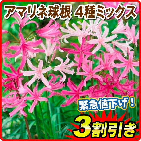 ●学名・英名：Amarine belladiva●商品情報：アマリネはホンアマリリス(ベラドンナリリー)とネリネの交配種。ネリネ同様、花弁が輝くように美しいです。●お届け状態：球根(球周約16cm)●開花期(約)：10-11月●草丈(約)：...