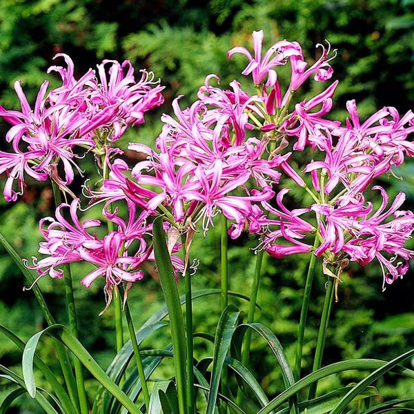 ●学名・英名：Nerine ●商品情報：キラキラ輝く花弁が魅力的で、花もちの良さも抜群なので、切花に大人気!! 夏植え種のネリネ・サルニエンシスより遅く咲くが、より大型になる春植えネリネ。ヒガンバナ科。●お届け状態：球根(球周約12cm)●...