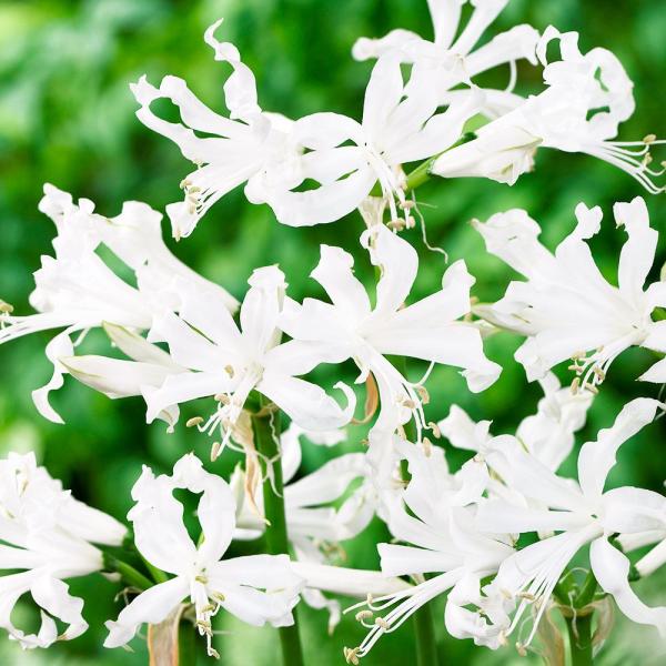 ●学名・英名：Nerine ●商品情報：キラキラ輝く花弁が魅力的で、花もちの良さも抜群なので、切花に大人気!! 夏植え種のネリネ・サルニエンシスより遅く咲くが、より大型になる春植えネリネ。一番ポピュラーなネリネの白花です。ヒガンバナ科。●お...