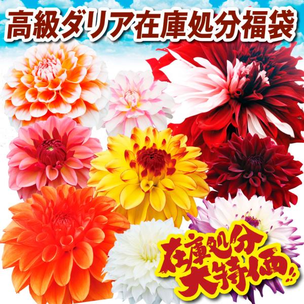 ●学名・英名：Dahlia●商品情報：秋田国際ダリア園のダリアの球根を含む高級品種ばかりを集めた、超破格値福袋!! どんな花が届くかは届いてからのお楽しみ!ダリアは桜が咲くころが植え付けの適期です。上手に管理すると6〜7月と9〜11月の年2...