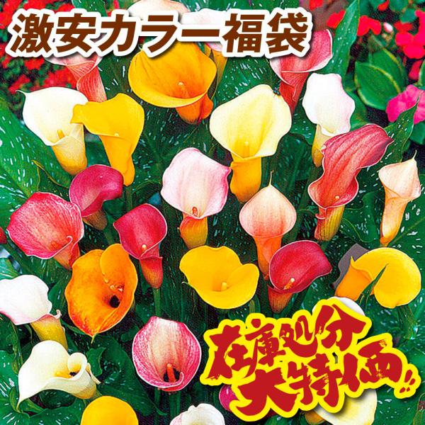 ●学名・英名：Zantedeschia●商品情報：今季取り扱っているカラーの球根の中から無選別でお届け。どんな花が咲くかは咲いてからのお楽しみ! サトイモ科。主に南アフリカが原産。●お届け状態：球根(球周約14cm)●開花期(約)：6月●草...
