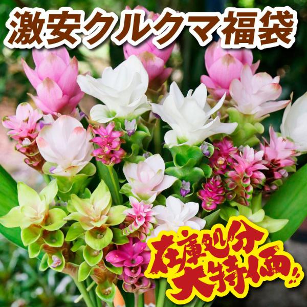 ●学名・英名：Curcuma●商品情報：クルクマはエキゾチックな花を真夏に元気よく咲かせます。暑ければ暑いほどよく生長し、花色も大きさも良くなります。花もち抜群で育てやすい。切花やアレンジにもオススメです。ショウガ科。原産地は東南アジア、主...