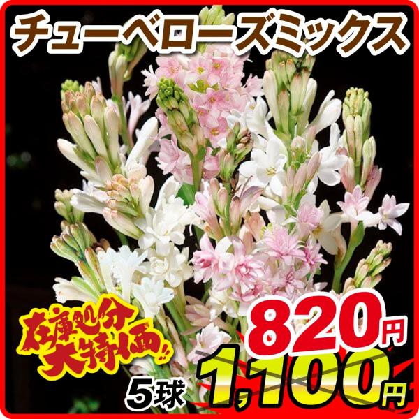●学名・英名：Agave tuberosa●商品情報：チューベローズは別名「月下香」「夜来香」といい、その名の通り夜になると花の香りが強くなり長く香りを楽しめます。熱帯アジアやハワイでもよく栽培され、レイに使われることもあります。キジカクシ...