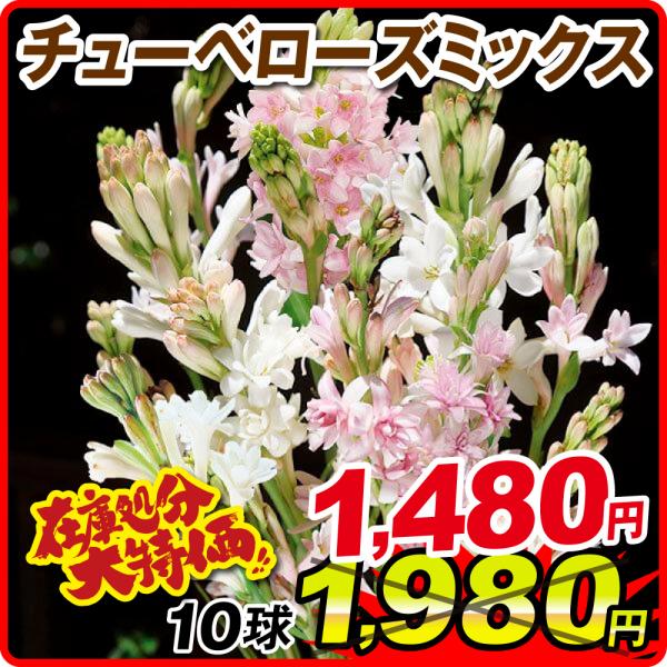 ●学名・英名：Agave tuberosa●商品情報：チューベローズは別名「月下香」「夜来香」といい、その名の通り夜になると花の香りが強くなり長く香りを楽しめます。熱帯アジアやハワイでもよく栽培され、レイに使われることもあります。キジカクシ...