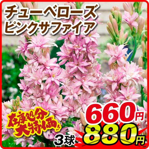 ●学名・英名：Agave tuberosa Pink Sapphire●商品情報：藤桃色の八重咲きチューベローズ。別名「月下香」「夜来香」といい、その名の通り夜になると花の香りが強くなり長く香りを楽しめます。熱帯アジアやハワイでもよく栽培さ...