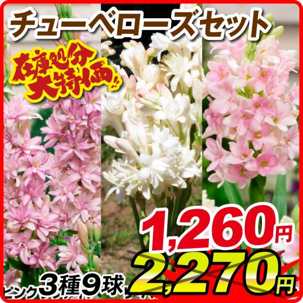 セット内容：ピンクサファイア・ザパール・センセーション/各3球●学名・英名：Agave tuberosa●商品情報：チューベローズは別名「月下香」「夜来香」といい、その名の通り夜になると花の香りが強くなり長く香りを楽しめます。熱帯アジアやハ...