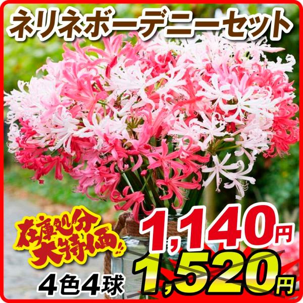 ●学名・英名：Nerine bowdenii ●商品情報：キラキラ輝く花弁が魅力的で、花もちの良さも抜群なので、切花に大人気!! 夏植え種のネリネ・サルニエンシスより遅く咲くが、より大型になる春植えネリネ。一番ポピュラーなネリネ。ヒガンバナ...