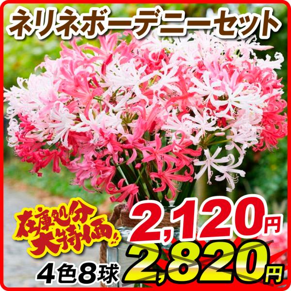 ●学名・英名：Nerine bowdenii ●商品情報：キラキラ輝く花弁が魅力的で、花もちの良さも抜群なので、切花に大人気!! 夏植え種のネリネ・サルニエンシスより遅く咲くが、より大型になる春植えネリネ。一番ポピュラーなネリネ。ヒガンバナ...