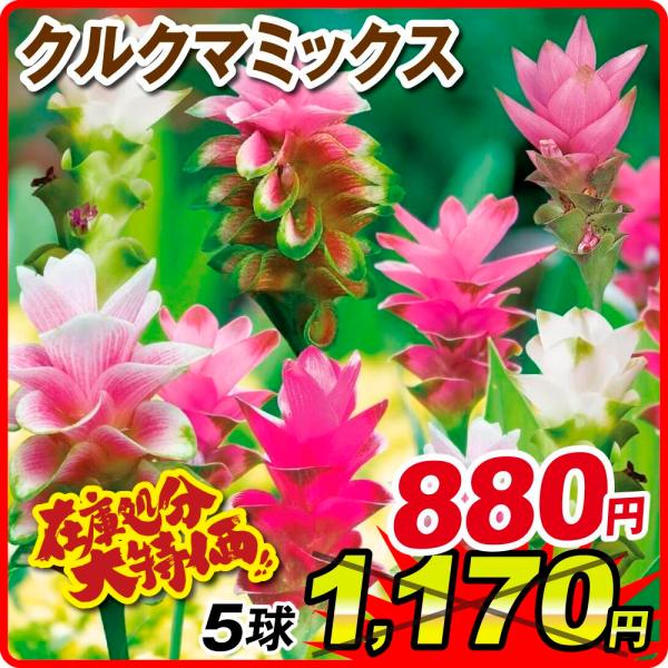 ●学名・英名：Curcuma●商品情報：クルクマはエキゾチックな花を真夏に元気よく咲かせます。暑ければ暑いほどよく生長し、花色も大きさも良くなります。花もち抜群で育てやすい。切花やアレンジにもオススメです。ショウガ科。原産地は東南アジア、主...