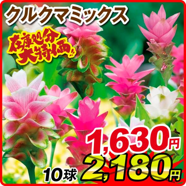 ●学名・英名：Curcuma●商品情報：クルクマはエキゾチックな花を真夏に元気よく咲かせます。暑ければ暑いほどよく生長し、花色も大きさも良くなります。花もち抜群で育てやすい。切花やアレンジにもオススメです。ショウガ科。原産地は東南アジア、主...