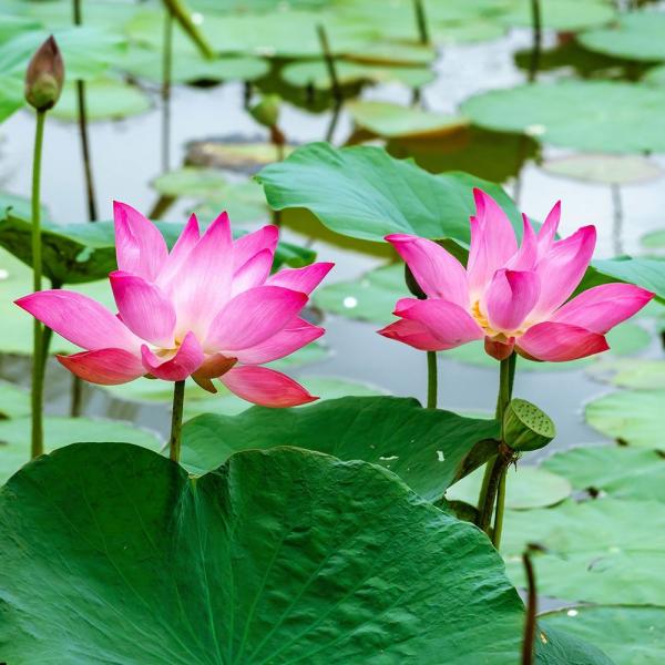 ●学名・英名：Nelumbo nucifera●商品情報：花つきが良く栽培容易な小型ハス! 初心者の方にもオススメです! 小型の池や水鉢で育ててください。小型の池や水連鉢で育ててください。ハス科。●お届け状態：12cmポット苗●分類：浮葉・...