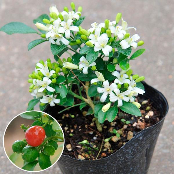 ●学名・英名：Murraya paniculata●商品情報：樹高わずか10cm程で開花・結実し始める、珍しいスーパードワーフ種。非常にコンパクトなので、テーブル観葉植物としても楽しめます。5〜10月頃に小さな白花をたくさん咲かせ、甘〜い香...