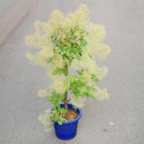 ●学名・英名：Cotinus coggygria Blanchouchou●商品情報：スモークツリーは花穂がまるで煙のようにもくもく広がる姿で、庭木としても人気の高い。そんなスモークツリーを開花株でお届け。(※注)ブラウンシュシュは、ややク...