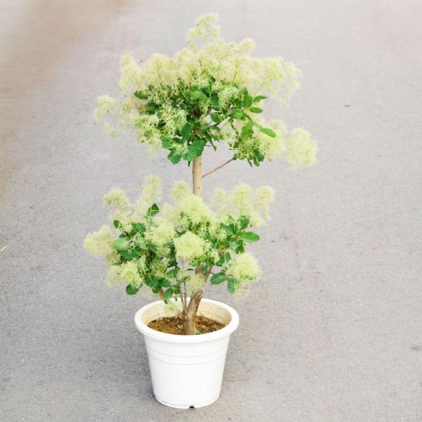 ●学名・英名：Cotinus coggygria 'Snow Puff'●商品情報：スモークツリーは花穂がまるで煙のようにもくもく広がる姿で、庭木としても人気の高い。そんなスモークツリーを開花株でお届け。(※注)スノーパフは、密度の高いふわ...