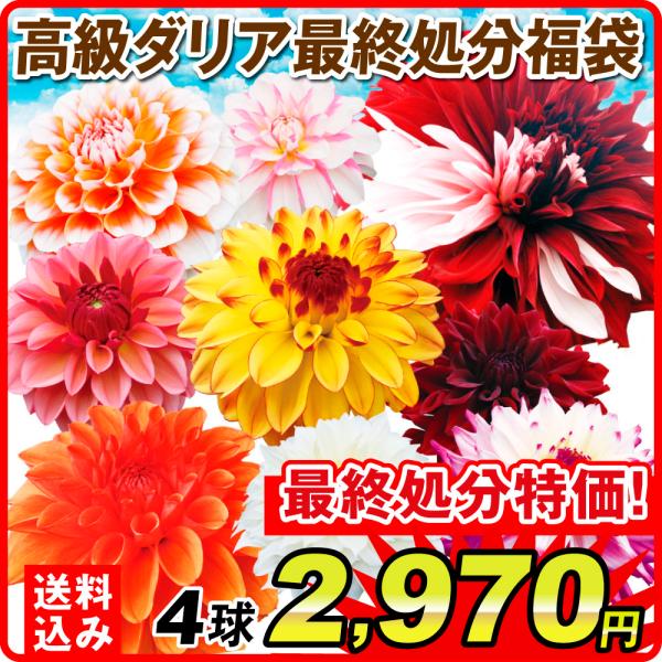 ●学名・英名：Dahlia●商品情報：秋田国際ダリア園のダリアの球根を含む高級品種ばかりを集めた、超破格値福袋!! どんな花が届くかは届いてからのお楽しみ!ダリアは桜が咲くころが植え付けの適期です。上手に管理すると6〜7月と9〜11月の年2...