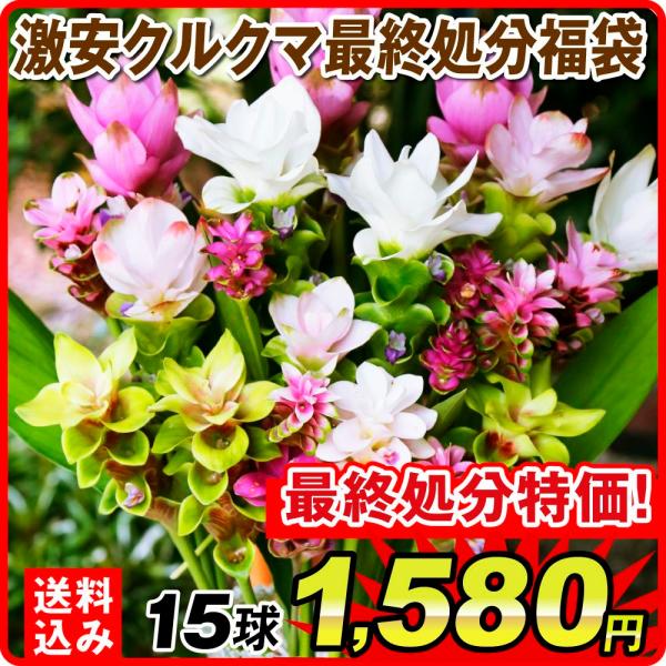 ●学名・英名：Curcuma●商品情報：クルクマはエキゾチックな花を真夏に元気よく咲かせます。暑ければ暑いほどよく生長し、花色も大きさも良くなります。花もち抜群で育てやすい。切花やアレンジにもオススメです。ショウガ科。原産地は東南アジア、主...