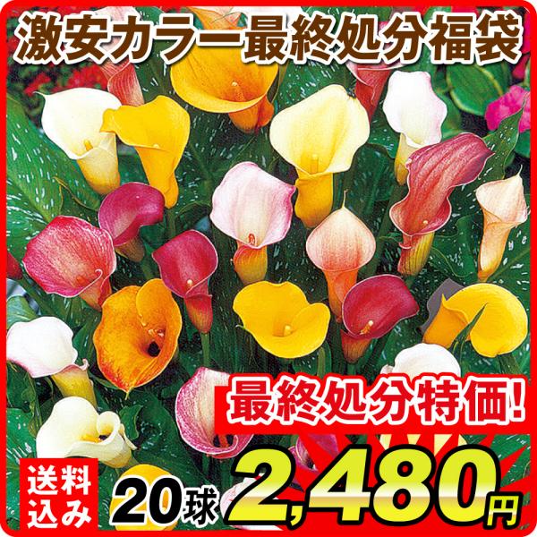 ●学名・英名：Zantedeschia●商品情報：今季取り扱っているカラーの球根の中から無選別でお届け。どんな花が咲くかは咲いてからのお楽しみ! サトイモ科。主に南アフリカが原産。●お届け状態：球根(球周約14cm)●開花期(約)：6月●草...