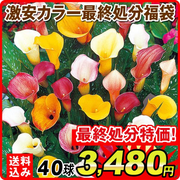 ●学名・英名：Zantedeschia●商品情報：今季取り扱っているカラーの球根の中から無選別でお届け。どんな花が咲くかは咲いてからのお楽しみ! サトイモ科。主に南アフリカが原産。●お届け状態：球根(球周約14cm)●開花期(約)：6月●草...