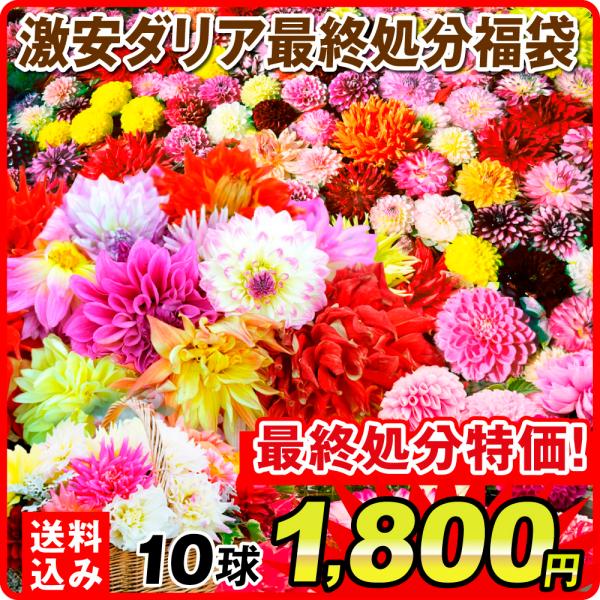 ●学名・英名：Dahlia●商品情報：今季取り扱っているダリアを中心に、無選別でお届け。どんな花が咲くかは咲いてからのお楽しみ!キク科※在庫処分品のため、開花は来年以降になる可能性があります。●お届け状態：球根●草丈(約)：70-150cm...