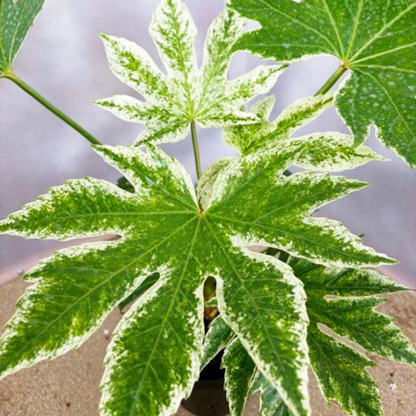 ●学名・英名：Fatsia japonica 'Spider' ●商品情報：ヤツデは「魔除け」や「千客万来」などの縁起が良い言い伝えがあり、昔から庭木として親しまれています。日陰でもよく育ち、鉢植えで室内観賞用にも。スパイダーは、緑葉に白い...