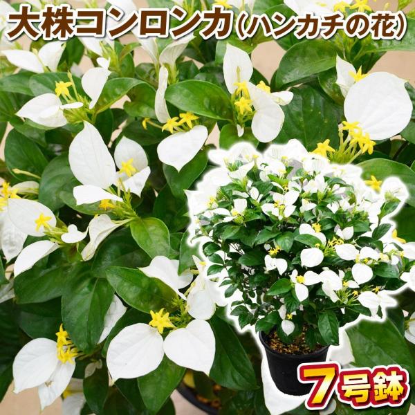 ●学名・英名：Mussaenda parviflora●商品情報：暑さにとても強く、夏の鉢花として人気があるコンロンカ。白い花弁のような部分がガクで、中央の星形の黄色い部分が花です。風が吹くと白いガクがひらひらと舞い、まるでハンカチのような...