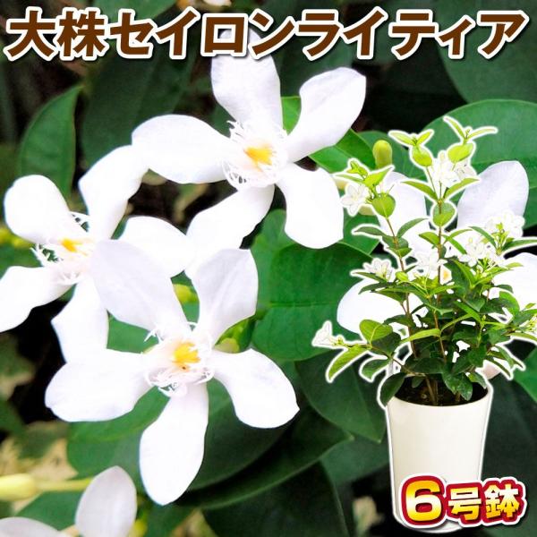 ●学名・英名：Wrightiaantidysenterica●商品情報：楚々とした可憐な白花が、蒸し暑い夏に涼しさを与えてくれます。開花時期が長く、初夏から秋まで長い間、次々に花を咲かせてくれます。高温多湿には強いですが、寒さには弱いです。...