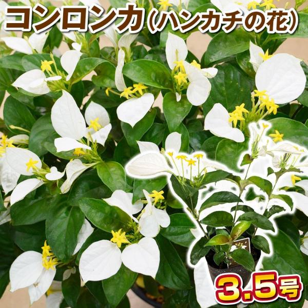 ●学名・英名：Mussaenda parviflora●商品情報：暑さにとても強く、夏の鉢花として人気があるコンロンカ。白い花弁のような部分がガクで、中央の星形の黄色い部分が花です。風が吹くと白いガクがひらひらと舞い、まるでハンカチのような...