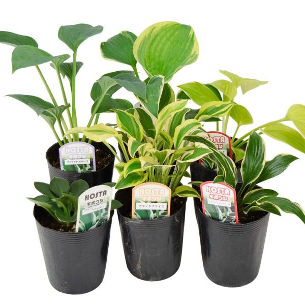 ●学名・英名：Hosta●商品情報：ギボウシ(ホスタ)は日本に自生し、日本の気候でとっても育てやすい温帯性多年草です。日陰に強いので、シェードガーデンで重宝されます。大株に育った株は夏に花を咲かせます。とってもお買得なホスタのおまかせセット...