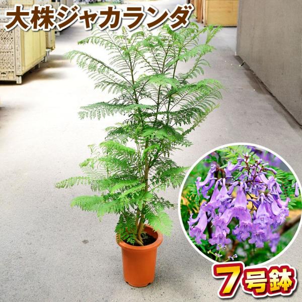 ●学名・英名：Jacaranda mimosifolia●商品情報：南国では街路樹でお馴染のジャカランダ! 花の美しさから世界三大花木の一つに数えられます。美しい紫花は木が大きく成長しないと開花しないため、レースのような繊細な羽状複葉が美し...