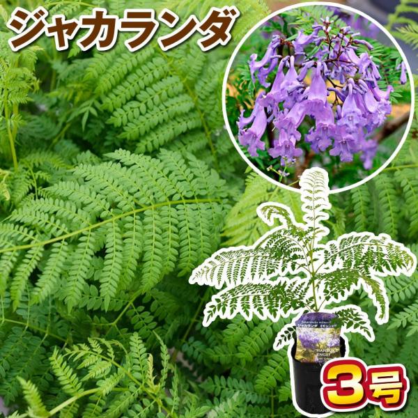 ●学名・英名：Jacaranda mimosifolia●商品情報：南国では街路樹でお馴染のジャカランダ! 花の美しさから世界三大花木の一つに数えられます。美しい紫花は木が大きく成長しないと開花しないため、レースのような繊細な羽状複葉が美し...
