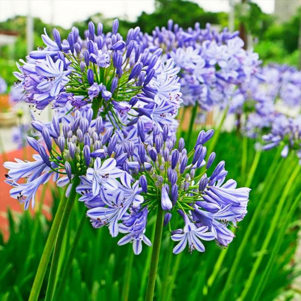 ●学名・英名：Agapanthus cv.●商品情報：アガパンサスは夏に爽やかな花を咲かせ、群植した姿は目をひく美しさです。しかも、アガパンサスは大変丈夫で育てやすく、植えっぱなしでも毎年花を楽しめます。公園などの花壇やコンテナの植え込みに...