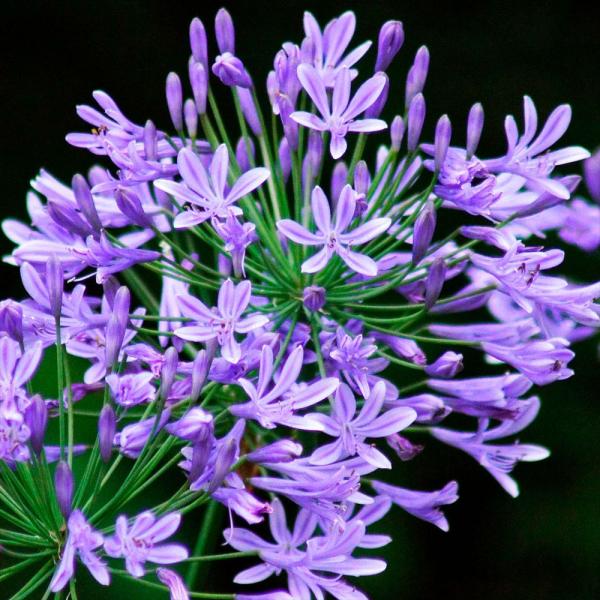 ●学名・英名：Agapanthus cv.●商品情報：アガパンサスは夏に爽やかな花を咲かせ、群植した姿は目をひく美しさです。しかも、アガパンサスは大変丈夫で育てやすく、植えっぱなしでも毎年花を楽しめます。公園などの花壇やコンテナの植え込みに...