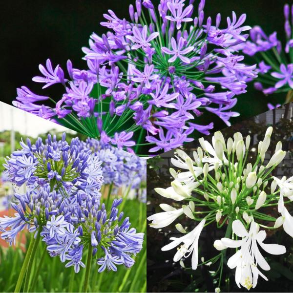 セット内容：青花・白花・紫花 各1株●学名・英名：Agapanthus cv.●商品情報：アガパンサスは夏に爽やかな花を咲かせ、群植した姿は目をひく美しさです。しかも、アガパンサスは大変丈夫で育てやすく、植えっぱなしでも毎年花を楽しめます。...