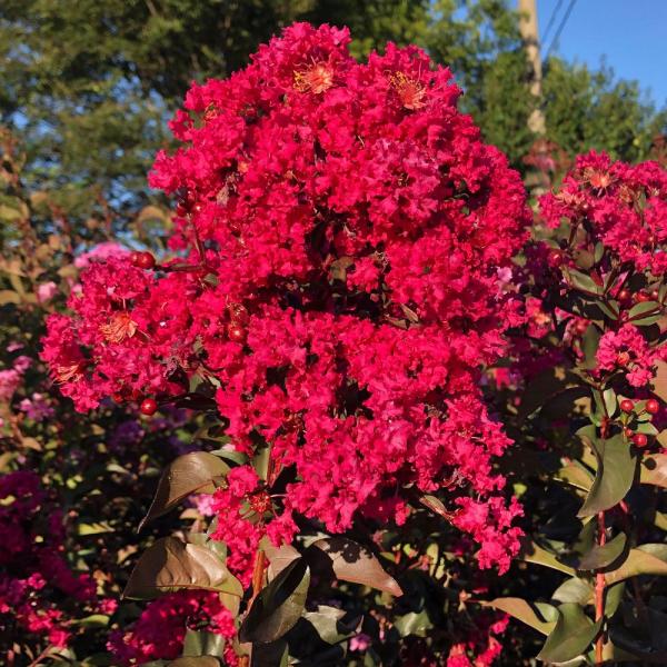 ●学名・英名：Lagerstroemia indica Best Red●商品情報：アメリカで生産された新しいタイプのサルスベリ「ブラックリーフダイヤモンドシリーズ」。印象的な黒葉と華やかな花色のコントラストが美しく、夏から秋まで長く花が楽...