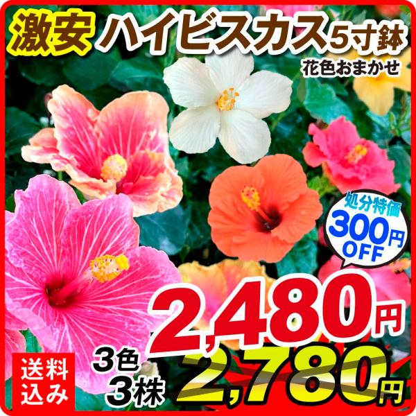●学名・英名：Hibiscus●商品情報：ハイビスカスは南国の代表する夏の花。一日花ですが、次々と花を咲かせます。アオイ科。花色おまかせの開花株でのお届けです。大量仕入れにより実現した夢の大特価です。お見逃しなく!!●お届け状態：15cmポ...