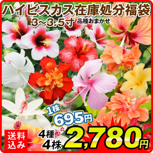 ●学名・英名：Hibiscus●商品情報：ハイビスカスは南国の代表する夏の花。一日花ですが、次々と花を咲かせます。アオイ科。9-10.5cmポット苗のハイビスカスを、品種見計らいでお届けします。どんなハイビスカスが届くかはお楽しみ。●お届け...