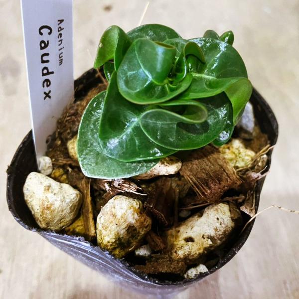 ●学名・英名：Adenium arabicum Shishiba●商品情報：くるくるとカールした葉が特徴「アデニウム・獅子葉」。縦に伸びすぎずコンパクトにまとまる傾向があります。「砂漠のバラ」と呼ばれるほどの美しい花を咲かせます。キョウチク...